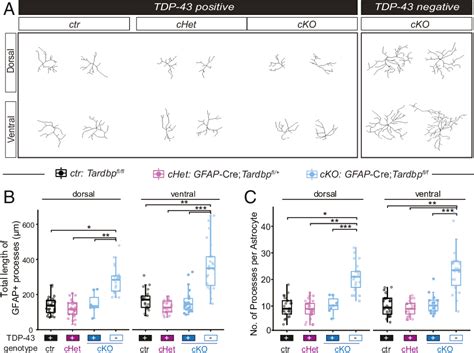 Figure 2 From Loss Of Tdp 43 In Astrocytes Leads To Motor Deficits By