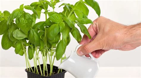 Basils Temperature Tolerance [simple Guide] Herbs Within