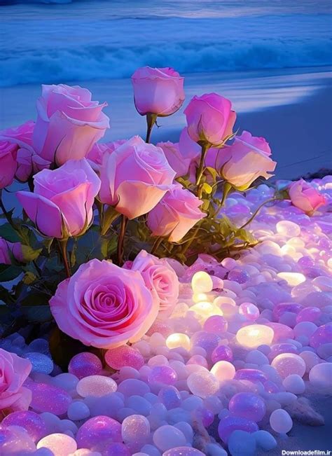 عکس های گل رز صورتی زیبا