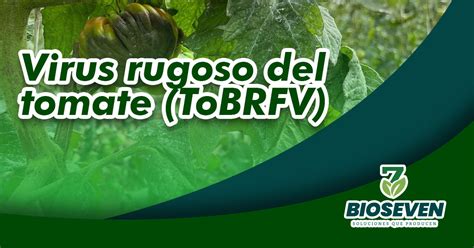 Virus Rugoso Del Tomate Bioseven