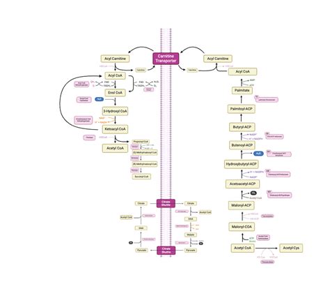 Fatty Acid Metabolism Biorender Science Templates