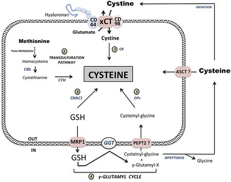 Cysteine Biosynthesis Pathway