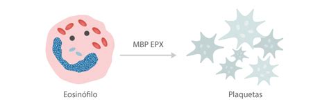 Hemabook Capítulo 9 ¿cómo Cambia El Recuento De Eosinófilos En Los