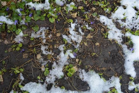 Page 69 Damage Plants Images Free Download On Freepik