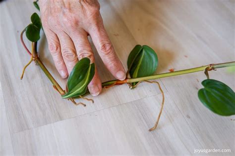 Philodendron Cordatum Propagation