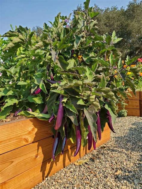 Determinate Vs Indeterminate Plants Important Differences To Know