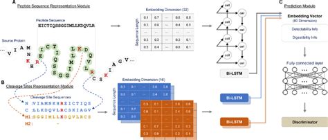 Dbydeep Architecture Consists Of Three Modules A The Peptide