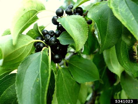 Common Buckthorn European Buckthorn Rhamnus Cathartica L