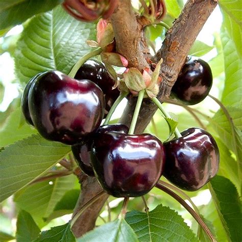 Create Meme Black Cherry Cherry Grace Star Cherry Variety Cordia Pictures Meme