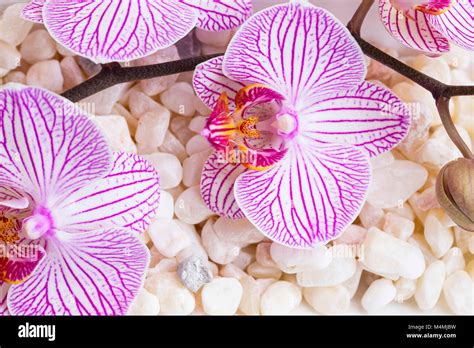 Orchid Flowers On Bath Salt Spa Still Life Background Wellness