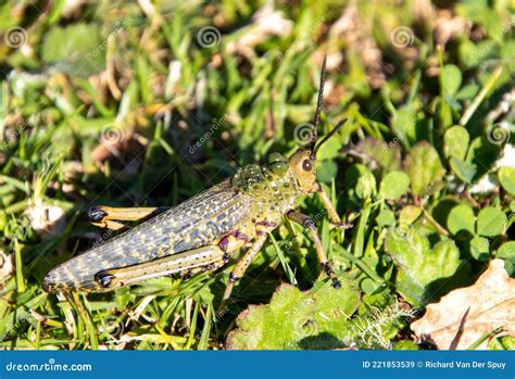 Toxic Milkweed Grasshopper In The Wild Stock Image Image Of Voyage