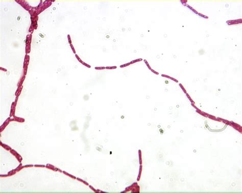 Bacilli Bacteria Microscope