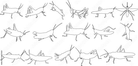 grasshopper line art vector illustration a captivating collection of