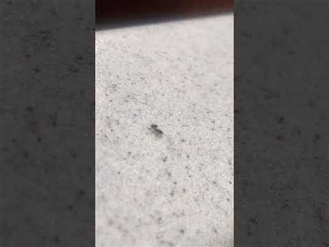 Smallest Sex Video Ever Gnats Having Intercourse Nature Porn Emitsselz YouTube