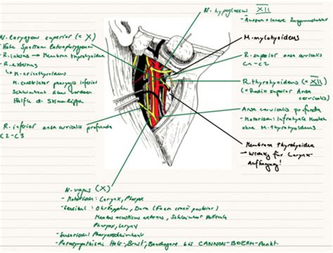 1 3 Trigonum Caroticum Flashcards Quizlet