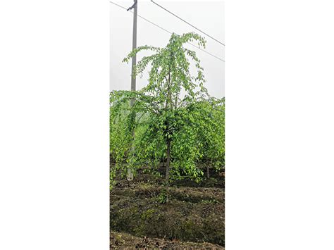 成都垂枝樱花 成都精品寒绯樱 成都中国红樱花 牡丹樱