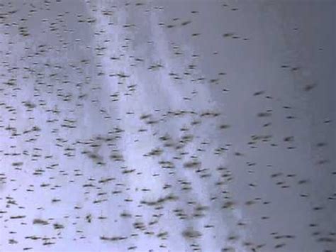 Swarm Of Gnats At Leslie Spit YouTube