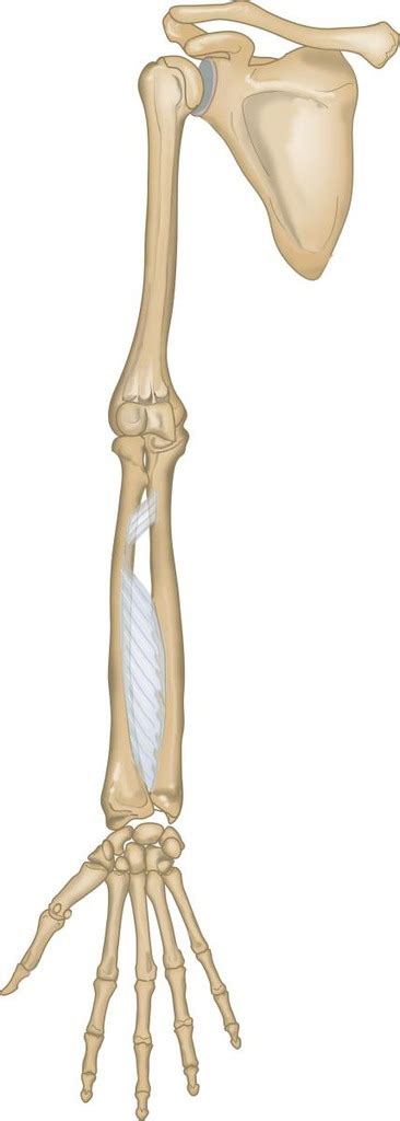 Pectoral Girdle And Upper Limb Diagram Quizlet