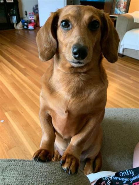 Top Funny Moments Showing That Dachshunds Are The Cutest Dogs