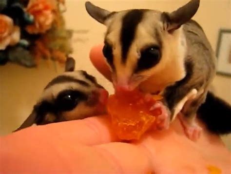 Can Sugar Gliders Eat Papaya Petloq