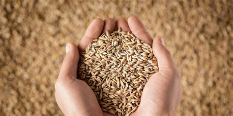 Wheat Storage Production And Wheat Packing Texasrealfood