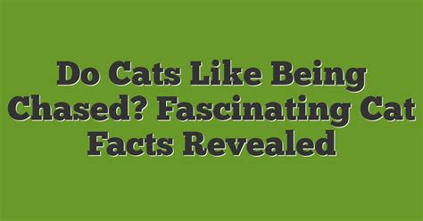 Do Cats Like Being Chased Fascinating Cat Facts Revealed