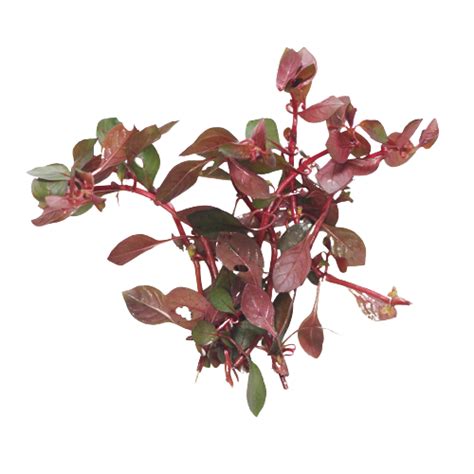 Ludwigia Super Red Mini Ornamental Indonesia