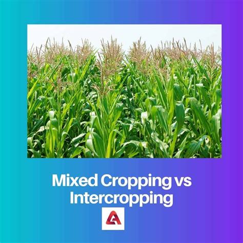 Mixed Cropping Vs Intercropping Difference And Comparison