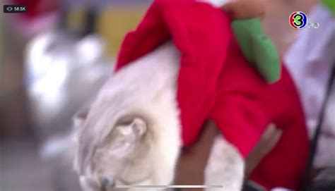 Cute Lulin Cute Lulin Twitter