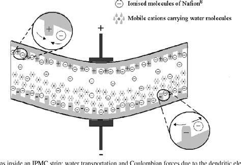 Figure 1 From A Circuit To Model The Electrical Behavior Of An Ionic Polymer Metal Composite