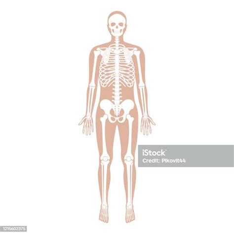 人類骨骼解剖學向量圖形及更多x光片圖片 X光片 人手 人的手臂 Istock