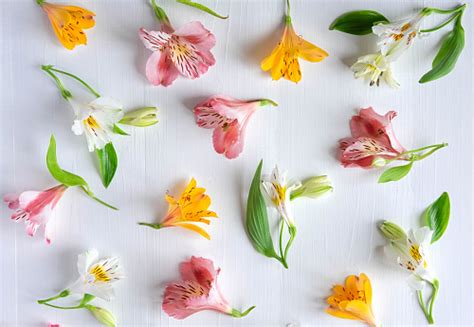 자연 꽃의 패턴은 흰색 나무 배경에 Alstroemeria 꽃 패턴입니다 분홍색 노란색 흰색 바탕에 Alstroemeria의