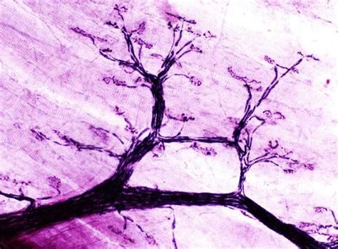 神经末梢2 医学病理学生物切片 产品展示 河南大科教学仪器有限公司