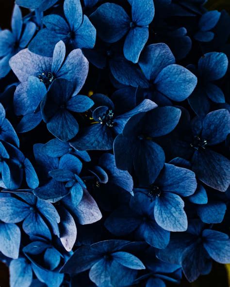 Wallpaper Blue Color Flower Images