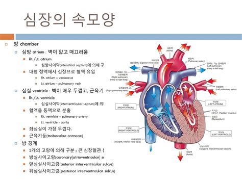 Chapter 16 심장의 구조 Ppt Download