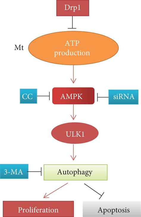 Drp1 Induced Energy Stress Enhanced Cell Protective Autophagy By