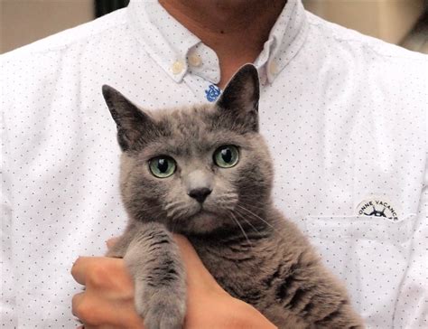 我輩は猫である By Kou （id：2822560） 写真共有サイトphotohito