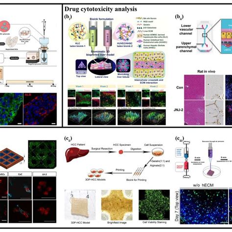 Applications Of Vascularized Liver Tissue A Transplanted Liver Download Scientific Diagram