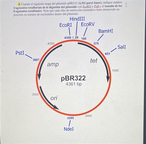 Solved 4 Using The Following Map Of Plasmid Pbr322 4 361