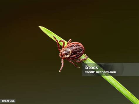 뇌염 바이러스 또는 라임 보렐리아증 질환 또는 원숭이 발열 전염성 피부초초진드기 거미류 기생충 곤충 녹색 잔디 매크로 0명에 대한 스톡 사진 및 기타 이미지 Istock
