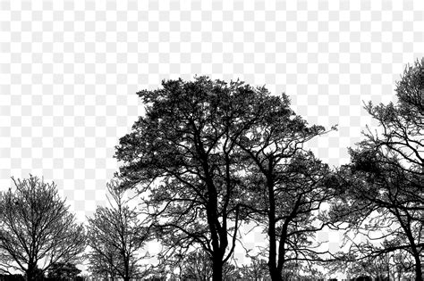 Trees Silhouette Png Border Transparent Free PNG Rawpixel