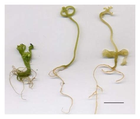 Bioreactor Culture Of Agar Medium Induced Heart Shaped And Download Scientific Diagram