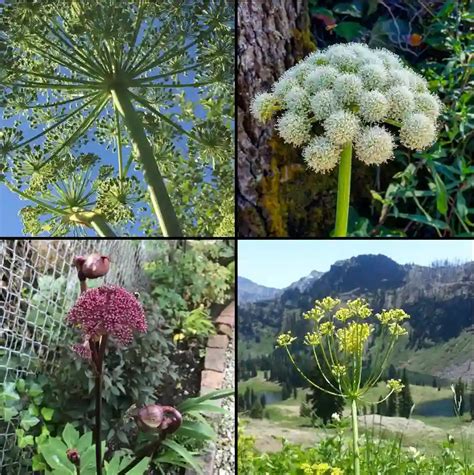 107 Species In Genus Angelica