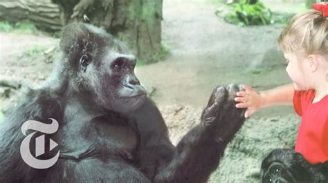 Pattycake Gorilla