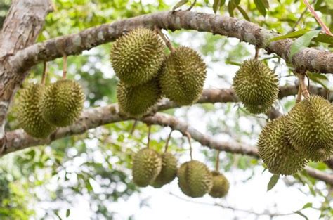 Asuransi Pertanian Dan Durian Menjadi Fokus Thailand Media Asuransi News