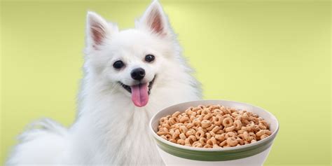 Can Dogs Eat Cheerios The Risks And Benefits