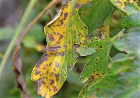 Tomato Plant Pests And Diseases