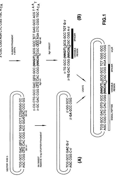Methods Of Generating Novel Peptides Eureka Patsnap