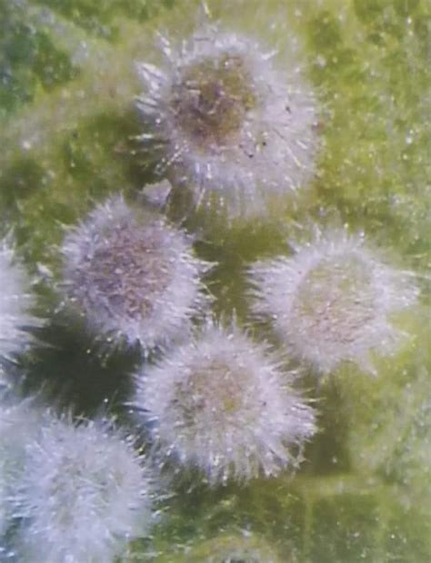 Fig Psyllid Disease Symptoms Causes Control The World Of Plants