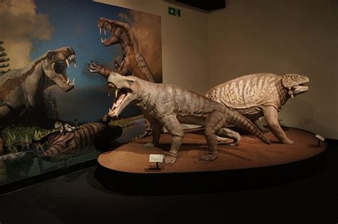 Scutosaurus Skeleton
